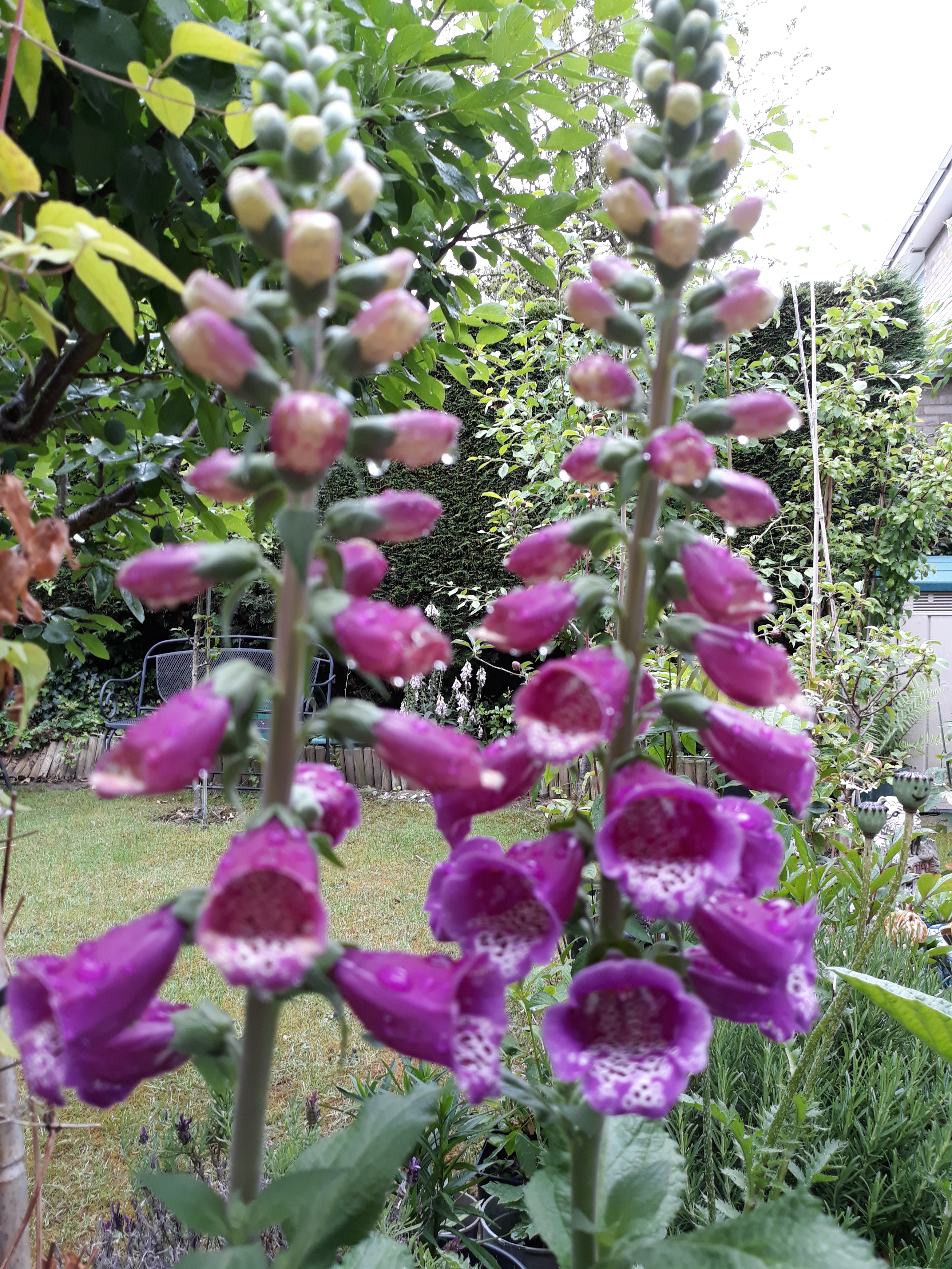 Digitalis lanata – The source of the drug digoxin Part I – Medicine Trees