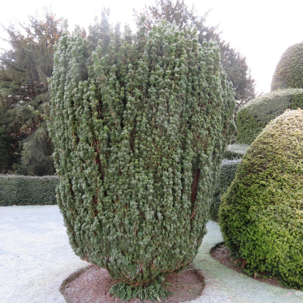 The Yew Tree Source of the anticancer drug paclitaxel (Taxol) Part 1 ...