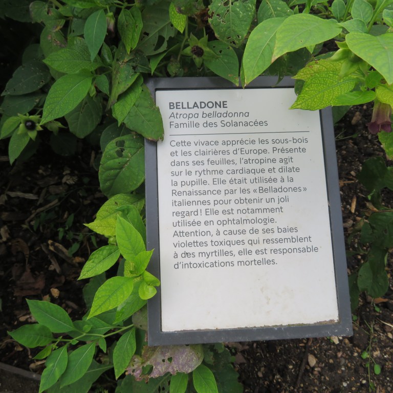 Atropa belladonna an important medicinal plant with an ancient history ...